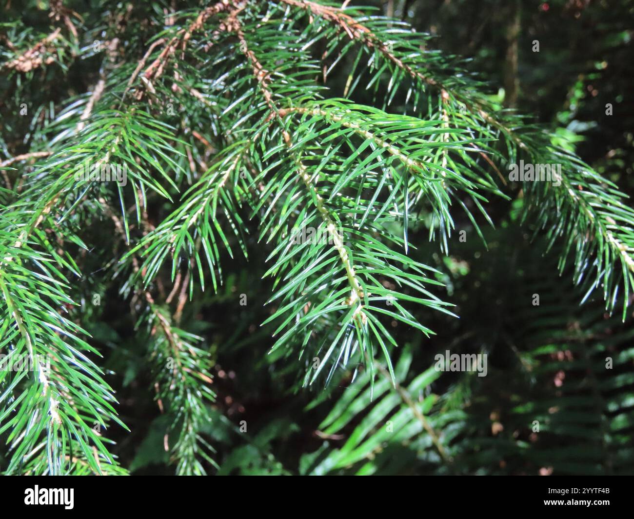 Sitka spruce (Picea sitchensis Stock Photo - Alamy