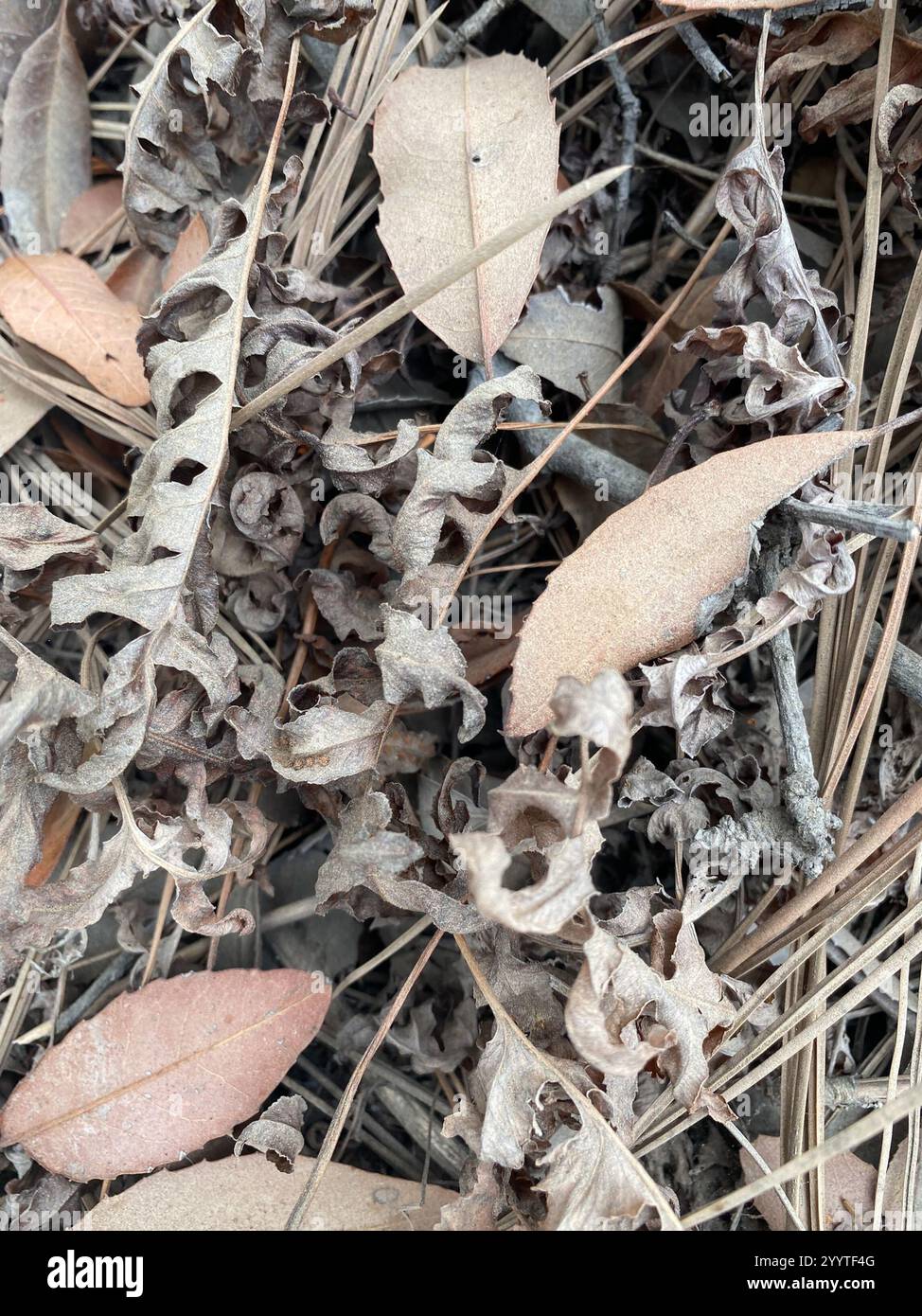 California Polypody (Polypodium californicum Stock Photo - Alamy