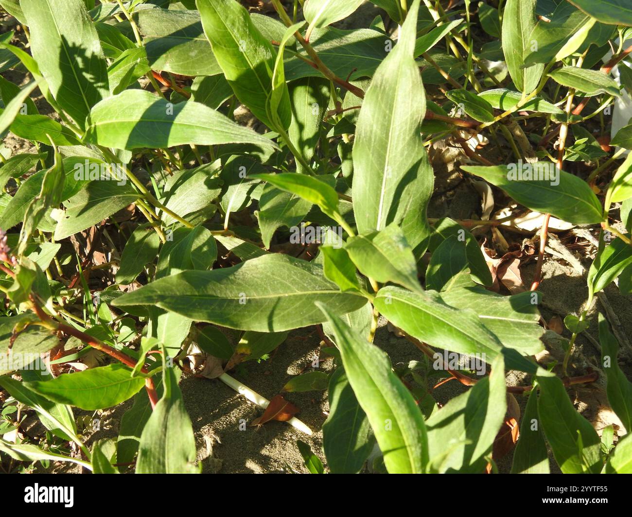 longroot smartweed (Persicaria amphibia emersa Stock Photo - Alamy