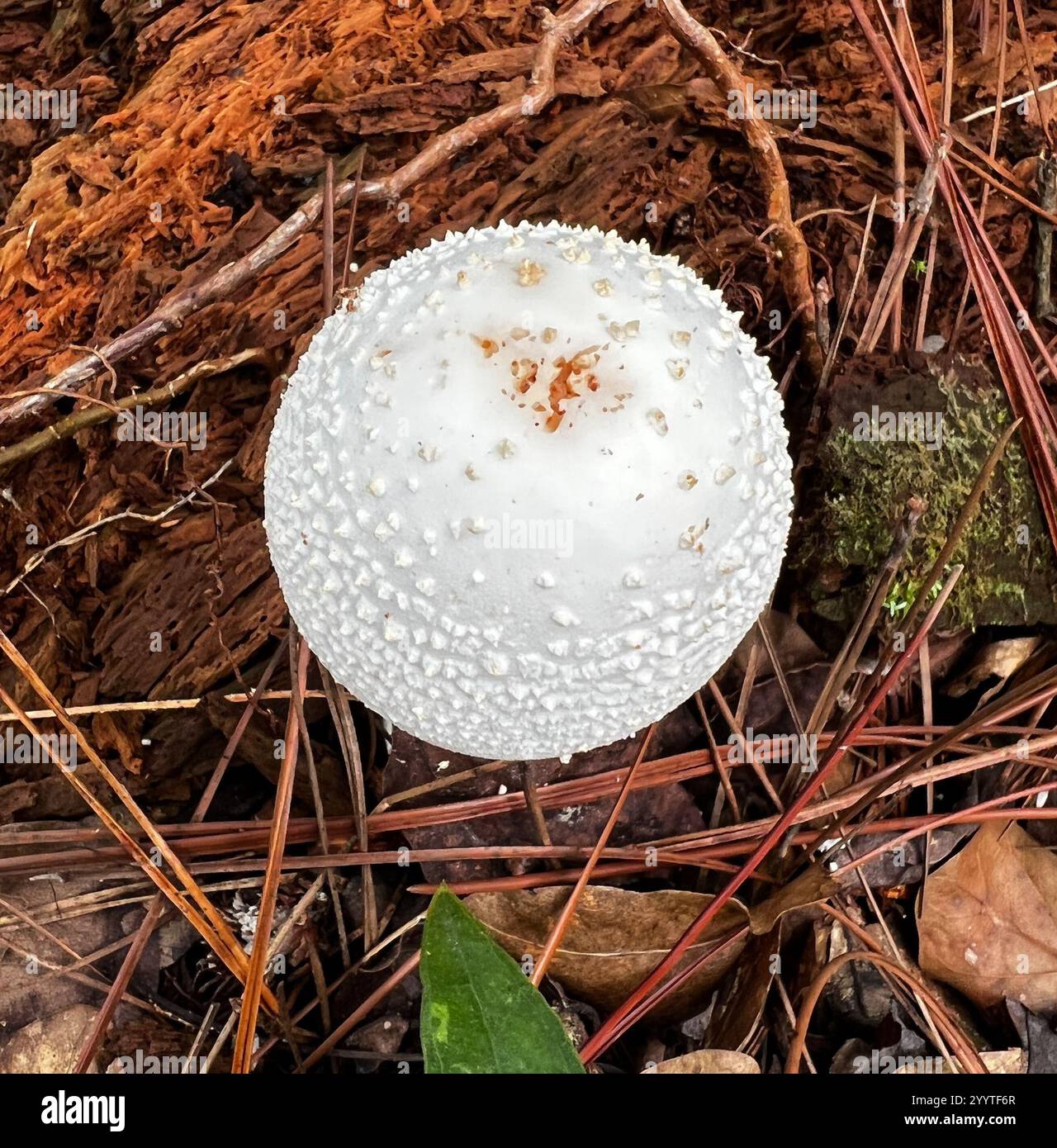 American Abrupt-Bulbed Lepidella (Amanita abrupta Stock Photo - Alamy