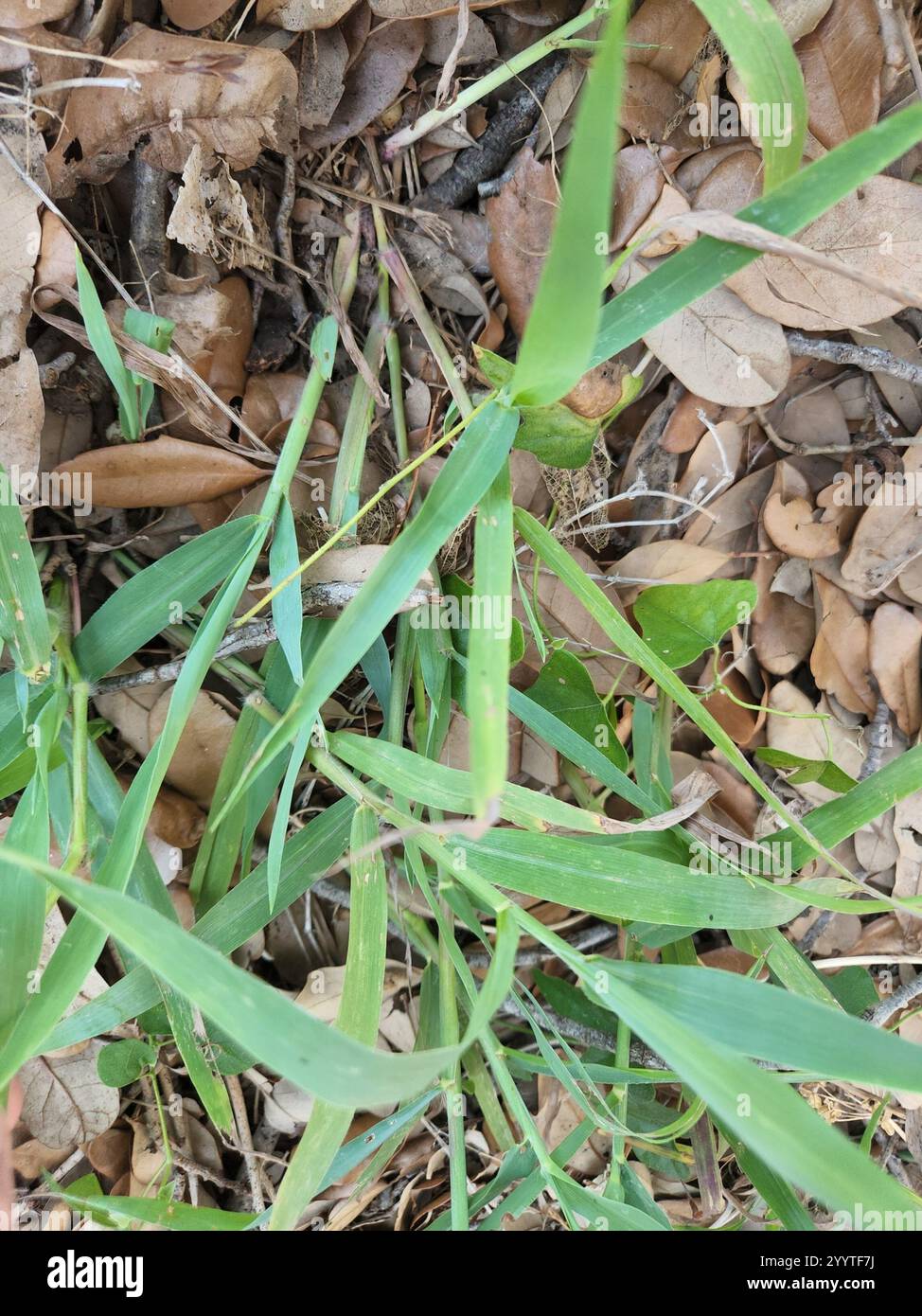 bristlegrasses, bluestems, paspalums, and allies (Panicoideae Stock ...