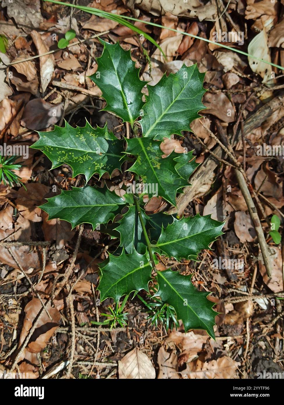 European holly (Ilex aquifolium Stock Photo - Alamy