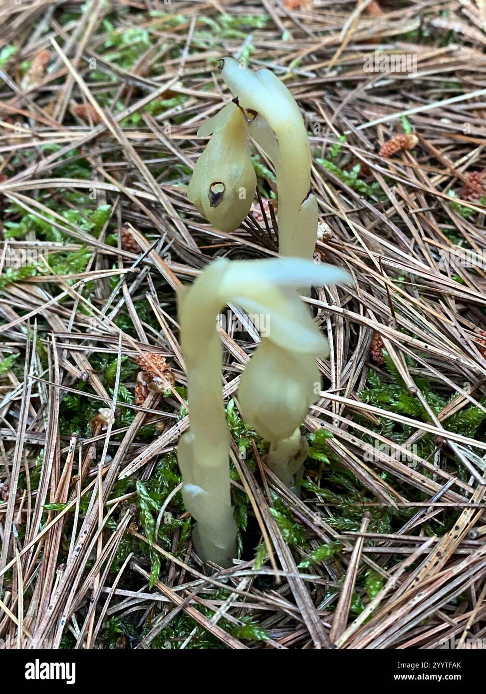Ghost Pipe (Monotropa uniflora Stock Photo - Alamy