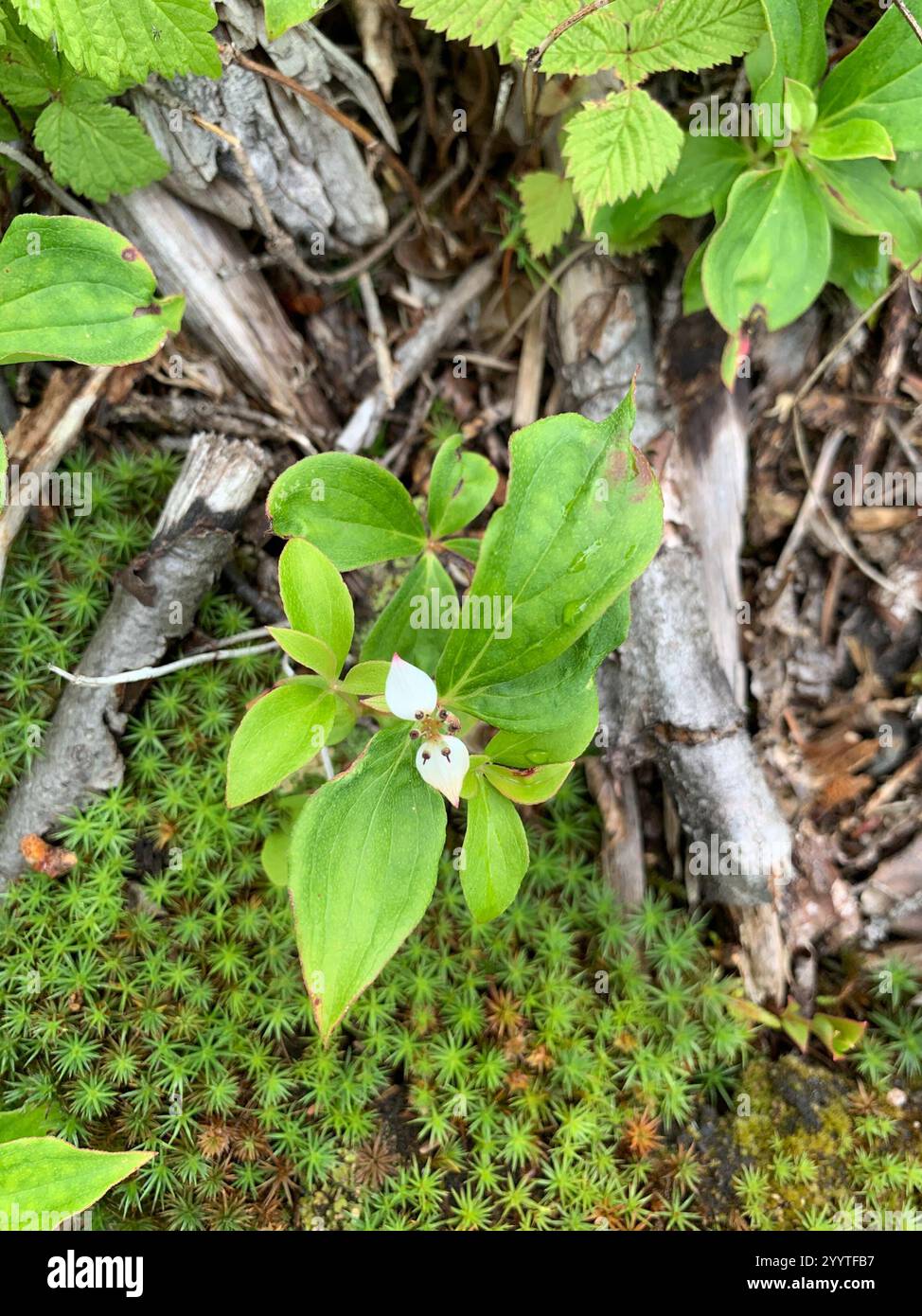 Canadian bunchberry (Cornus canadensis Stock Photo - Alamy