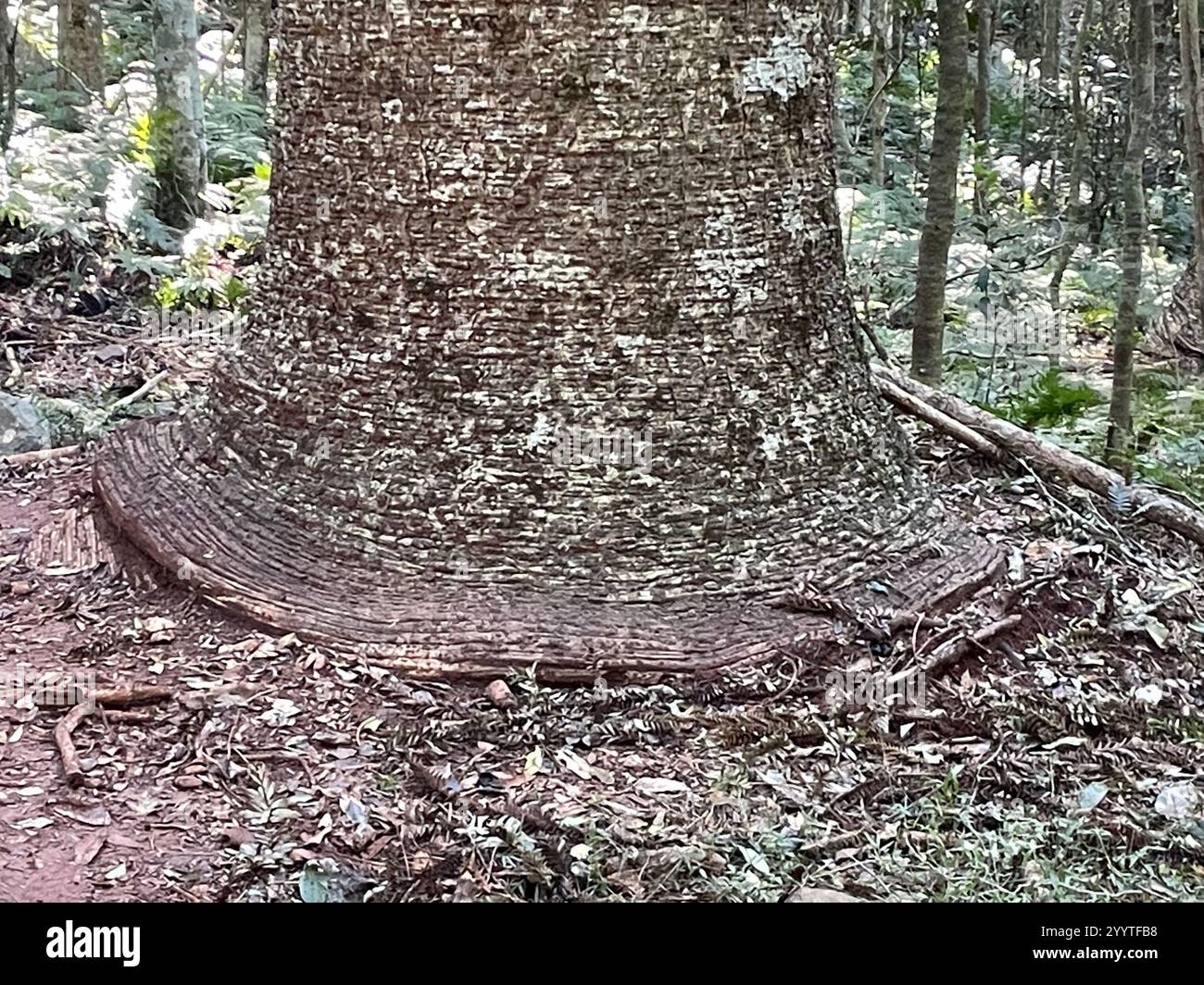 Araucaria bidwillii bunya pine hi-res stock photography and images - Alamy
