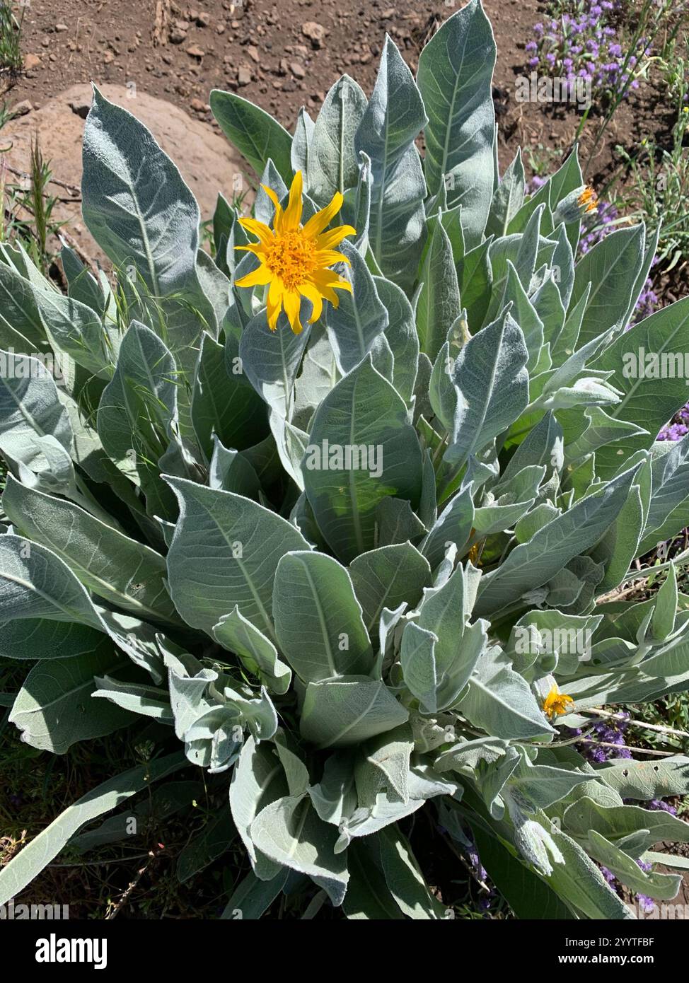 Woolly wyethia hi-res stock photography and images - Alamy