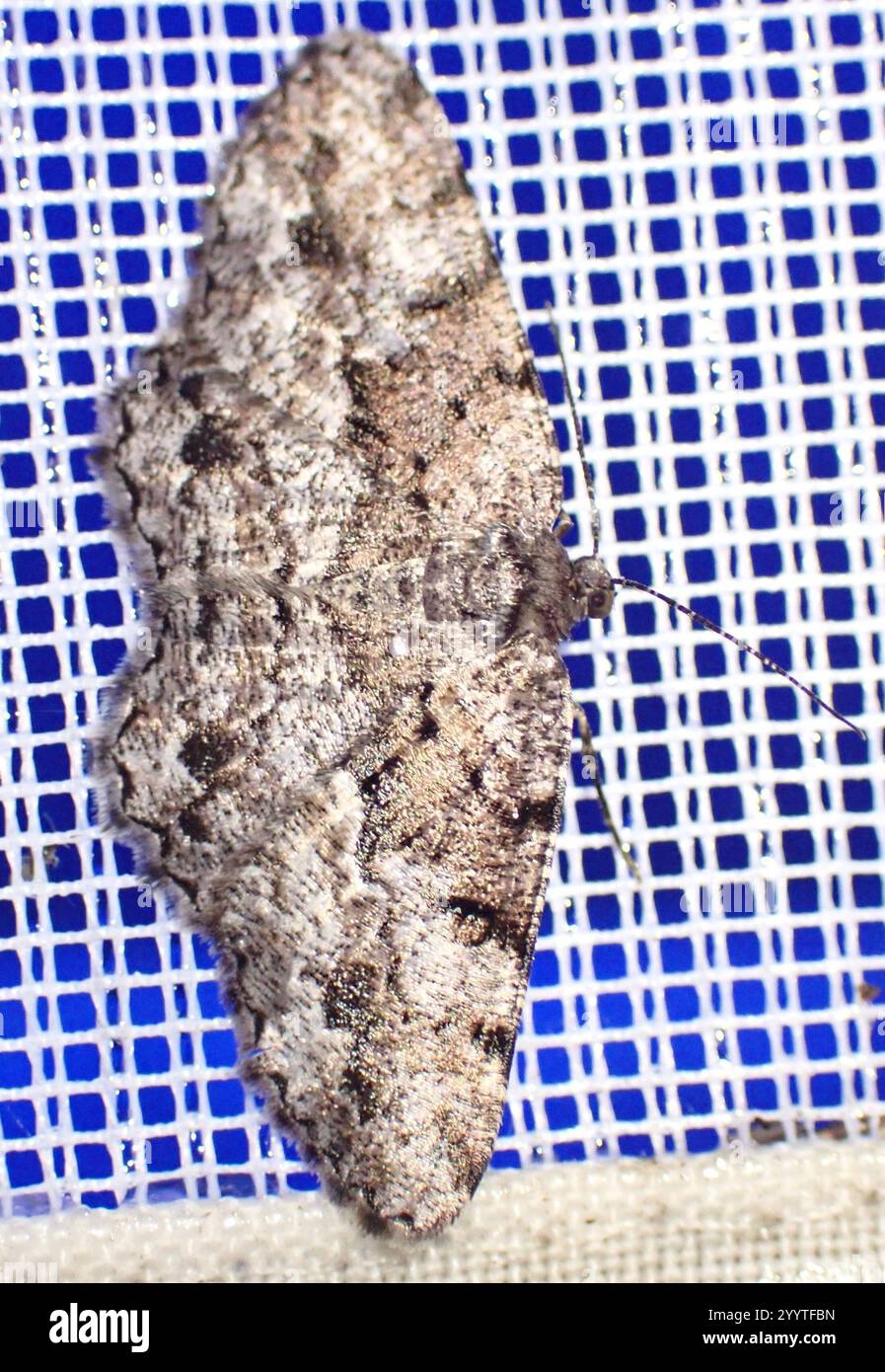 Geometer Moths (Geometridae Stock Photo - Alamy