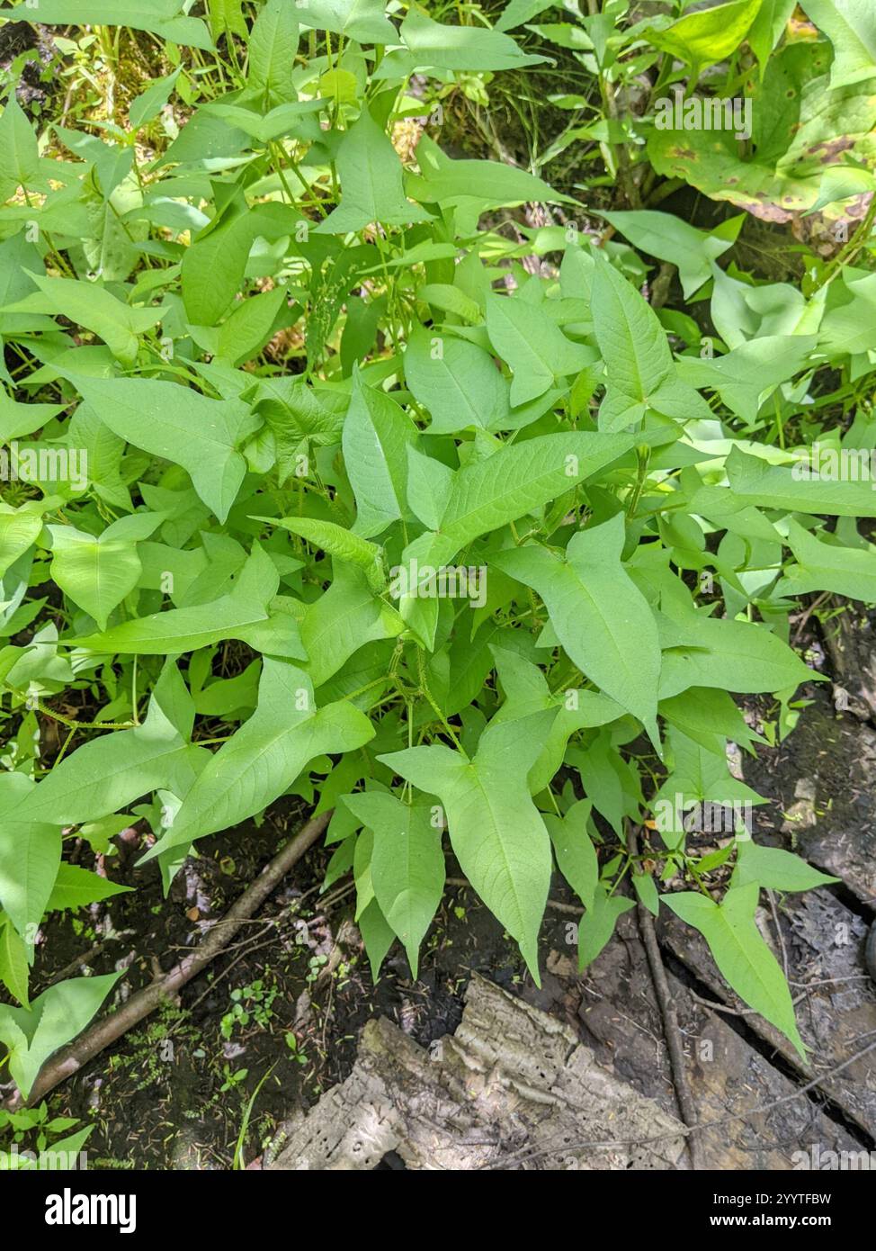 halberd-leaved tearthumb (Persicaria arifolia Stock Photo - Alamy