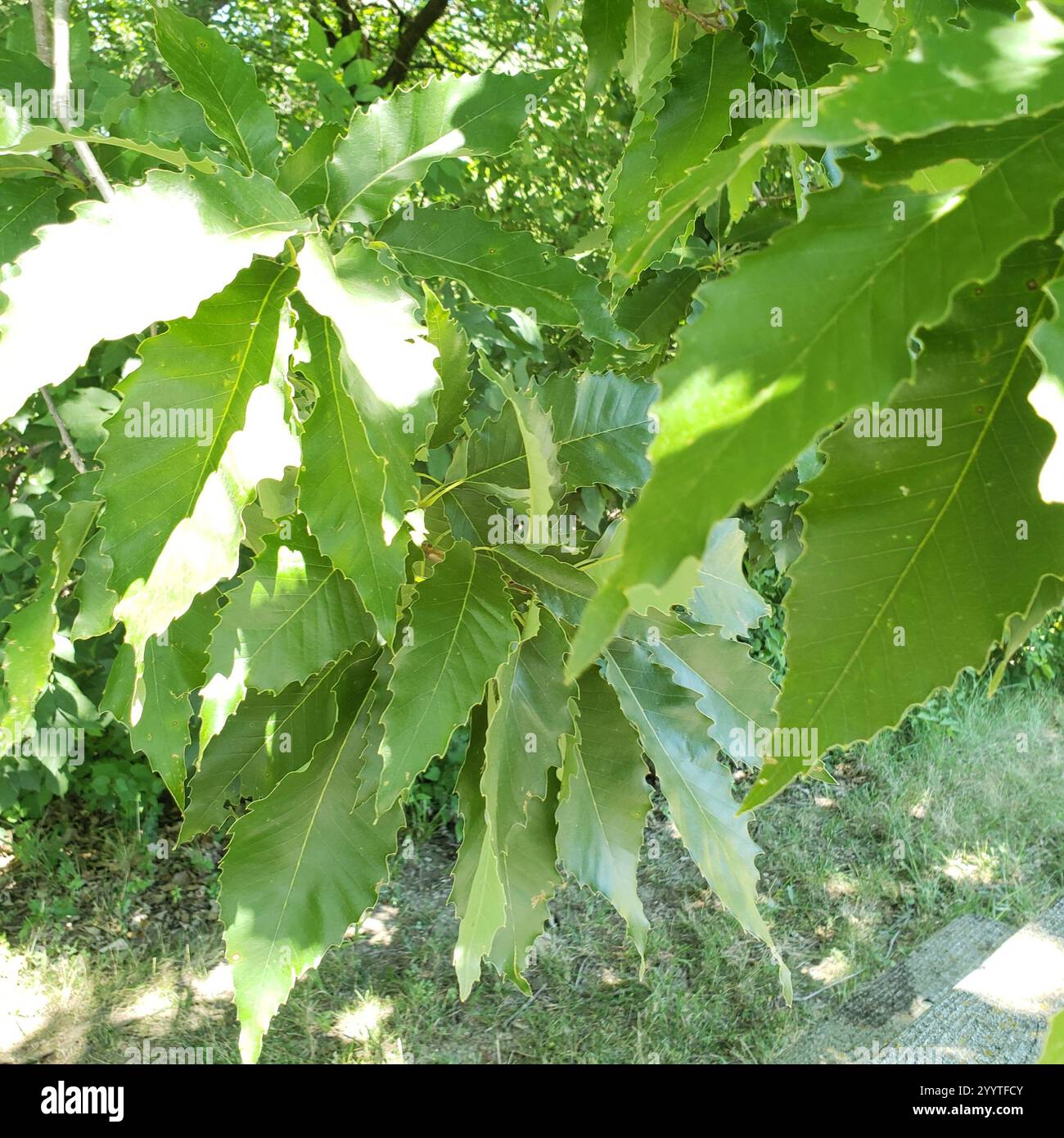 chinkapin oak (Quercus muehlenbergii Stock Photo - Alamy