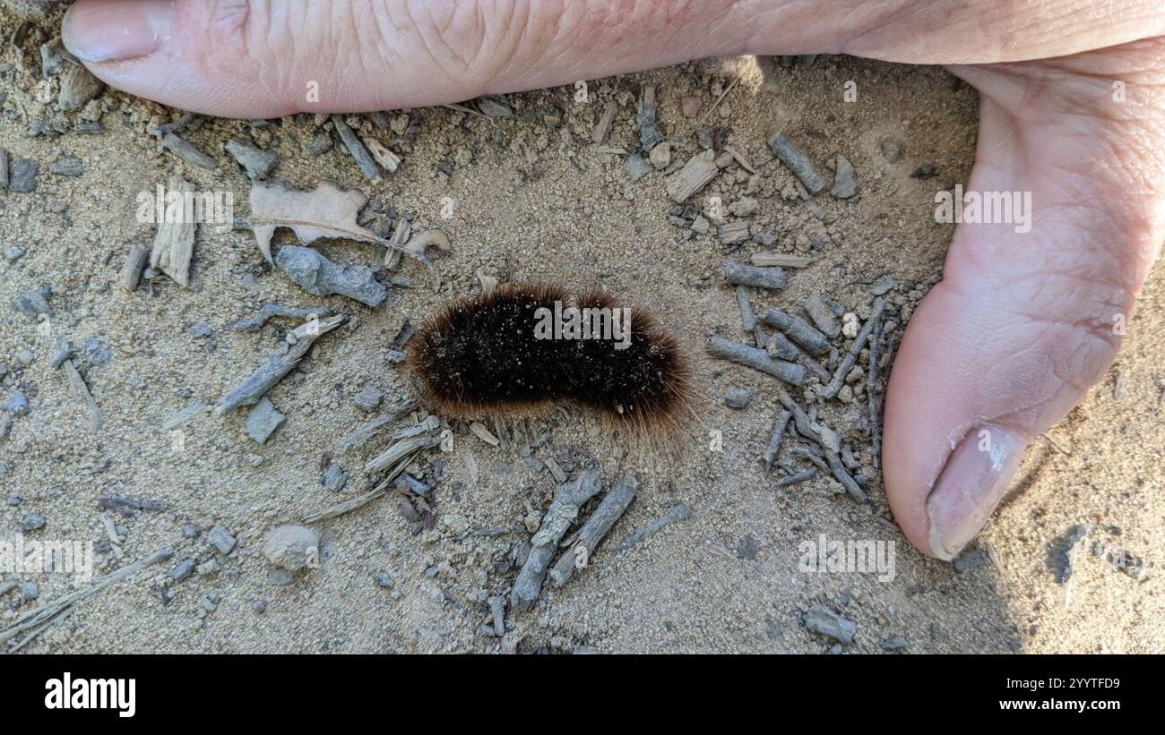 Edwards' Glassy-wing Moth (Pseudohemihyalea edwardsii Stock Photo - Alamy