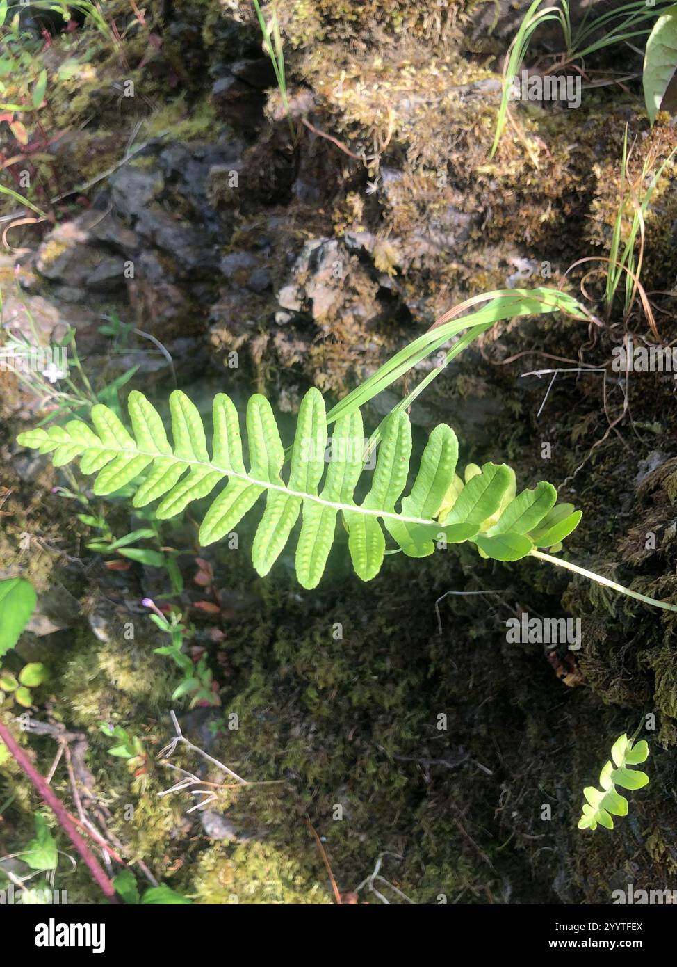 common polypody (Polypodium vulgare Stock Photo - Alamy