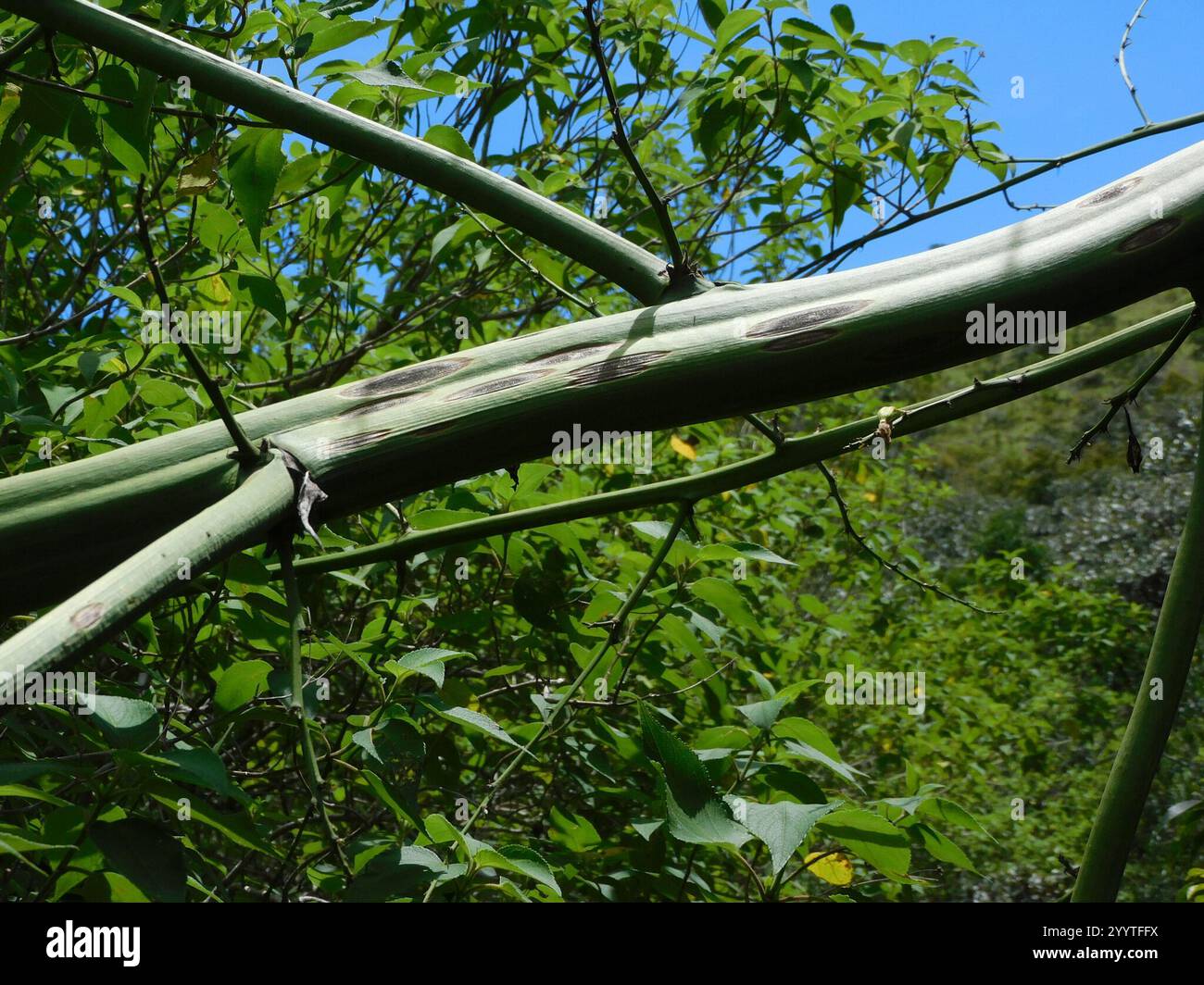 Century plant subfamily (Agavoideae Stock Photo - Alamy