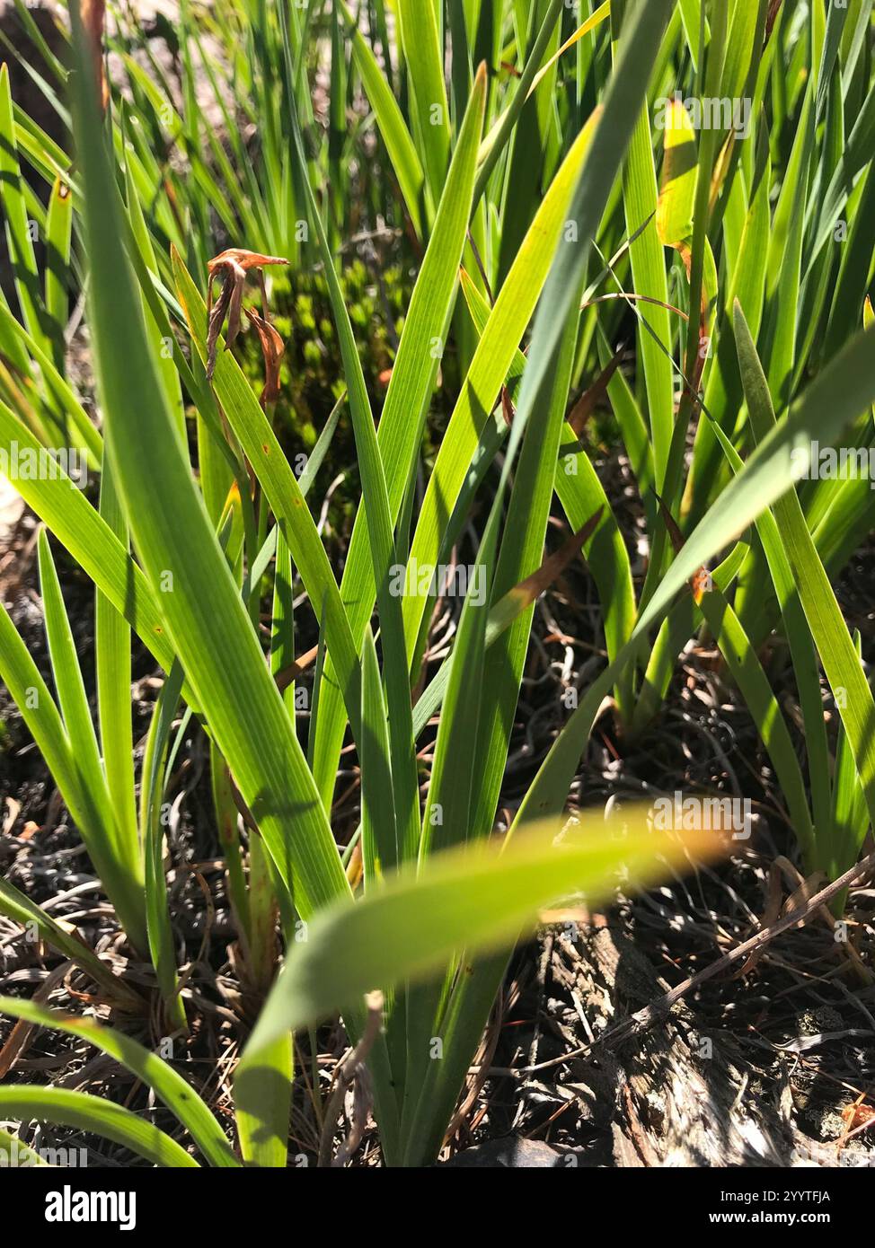 Common Beardless Irises (Limniris Stock Photo - Alamy