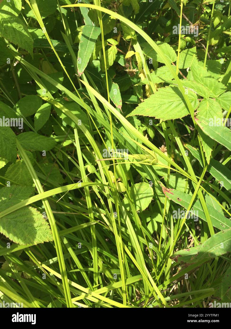 bladder sedge (Carex intumescens Stock Photo - Alamy