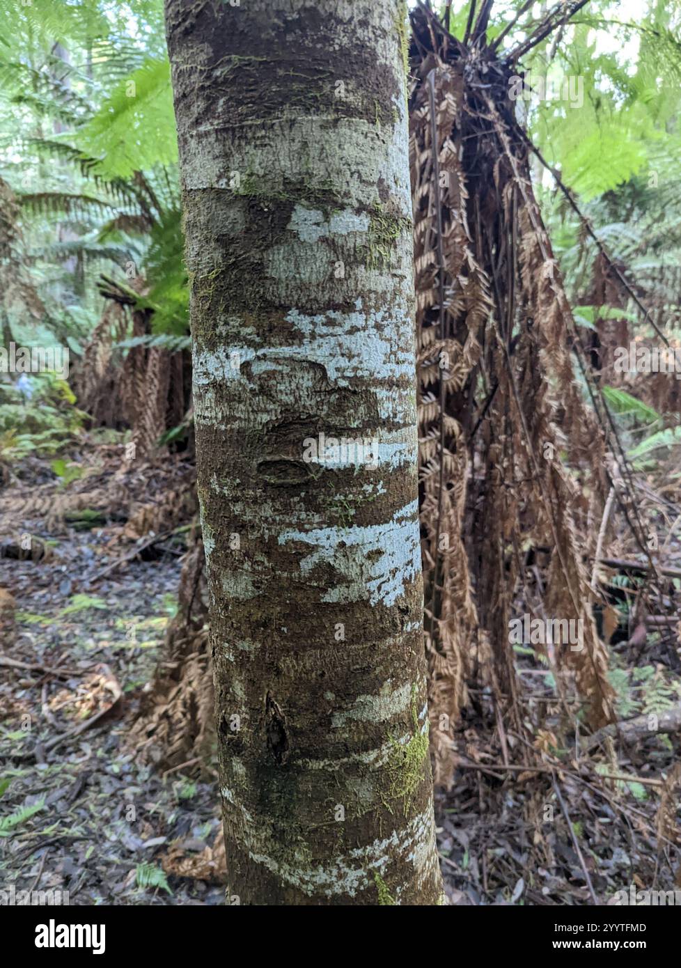 southern sassafras (Atherosperma moschatum Stock Photo - Alamy