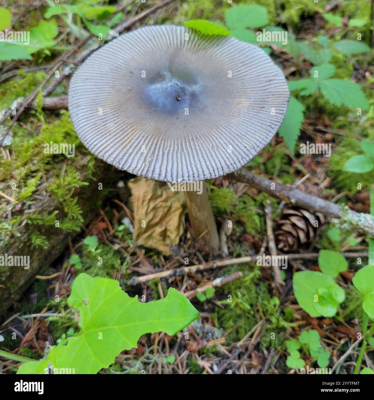 Western Grisette (Amanita pachycolea Stock Photo - Alamy