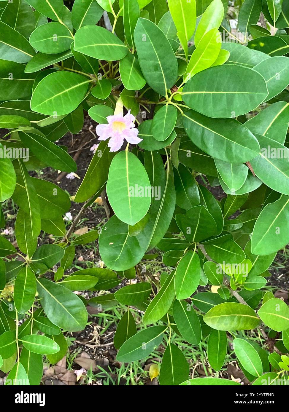 Pink Trumpet-tree (Tabebuia heterophylla Stock Photo - Alamy