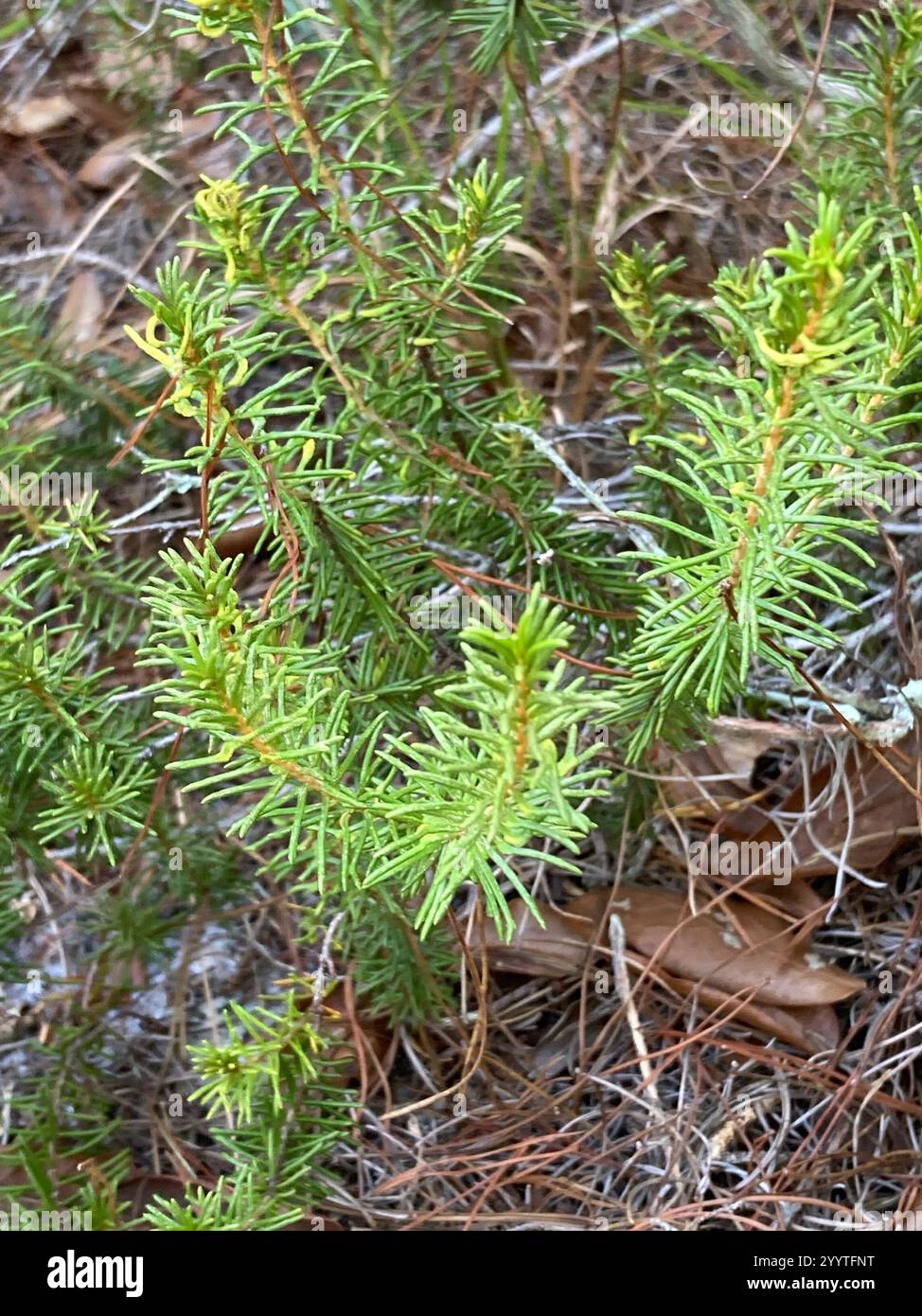 Florida rosemary (Ceratiola ericoides Stock Photo - Alamy