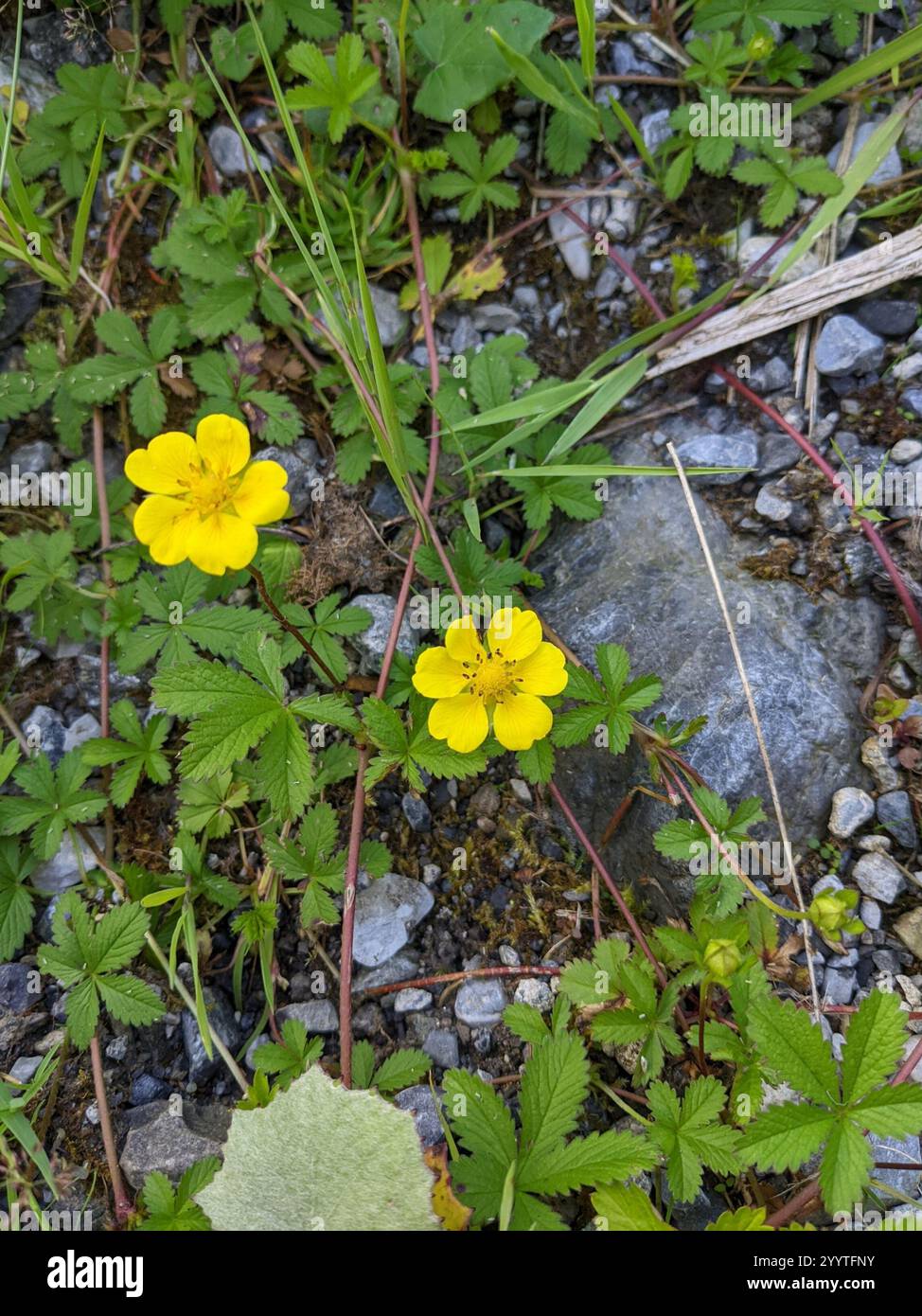Creeping cinquefoil (Potentilla reptans Stock Photo - Alamy