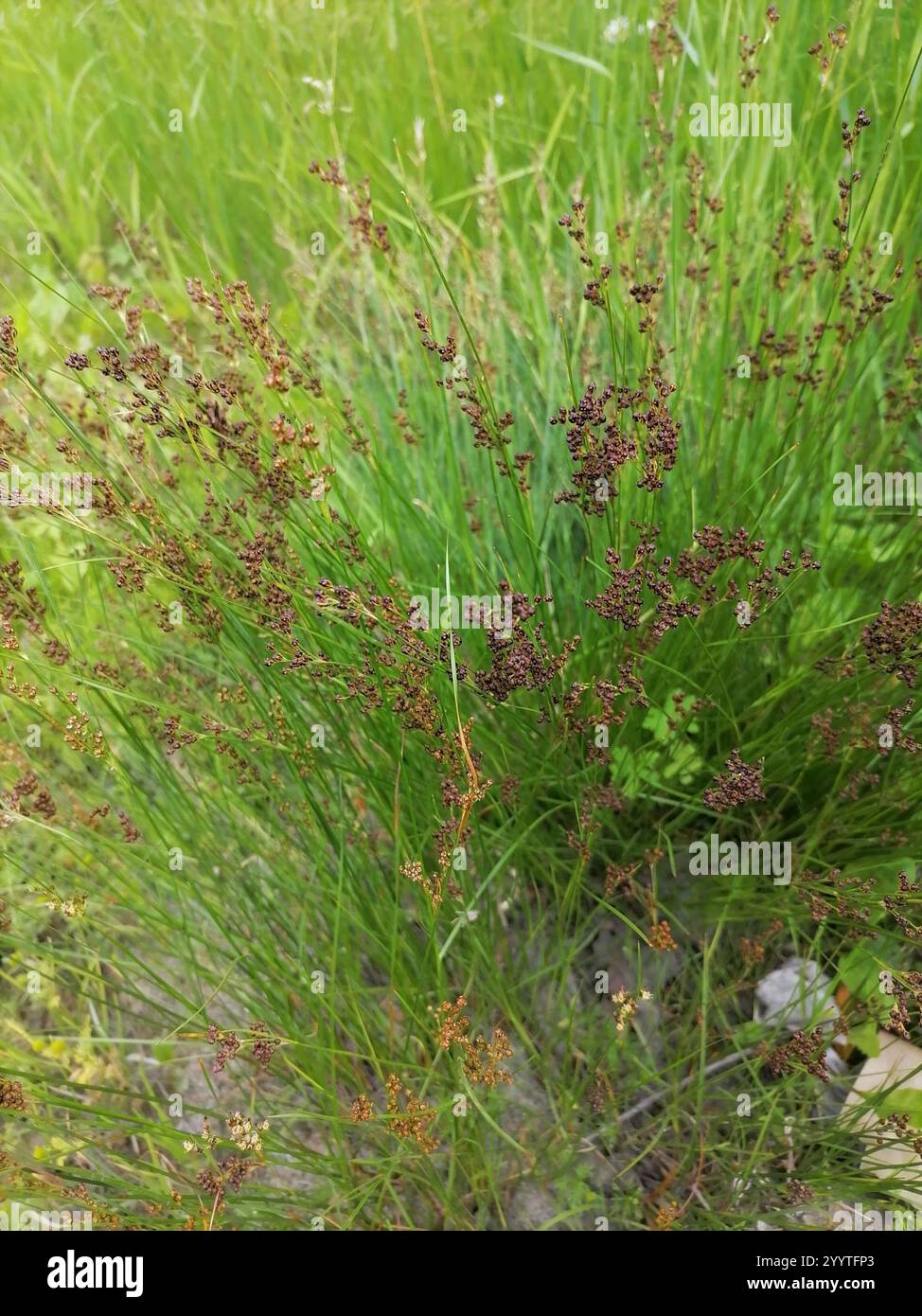 Flattened Rush (Juncus compressus Stock Photo - Alamy