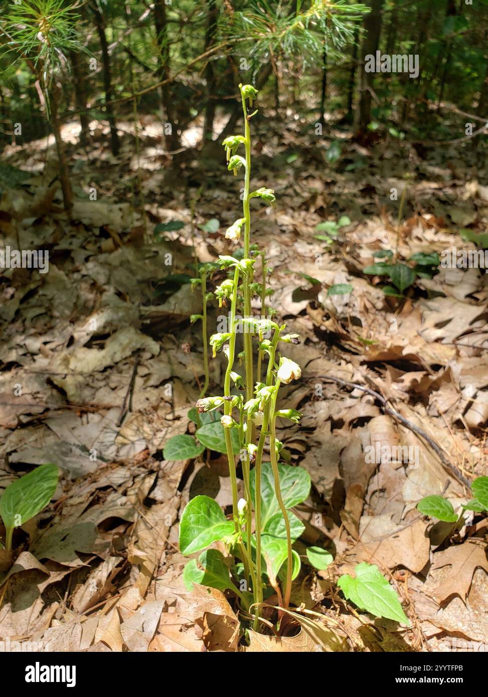 American wintergreen (Pyrola americana Stock Photo - Alamy