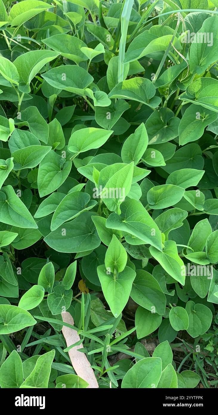 lizard's tail (Saururus cernuus Stock Photo - Alamy