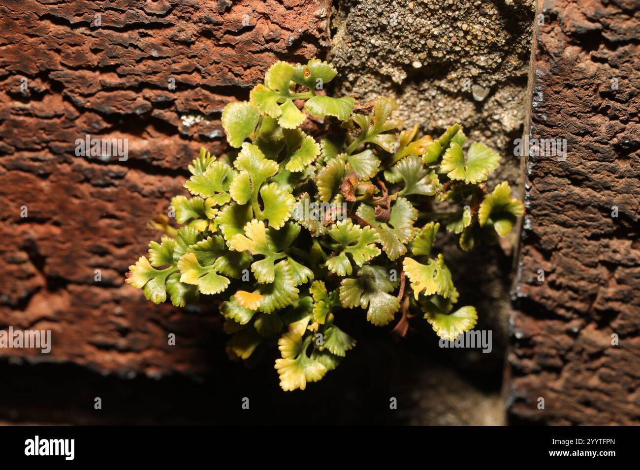 wall-rue (Asplenium ruta-muraria Stock Photo - Alamy