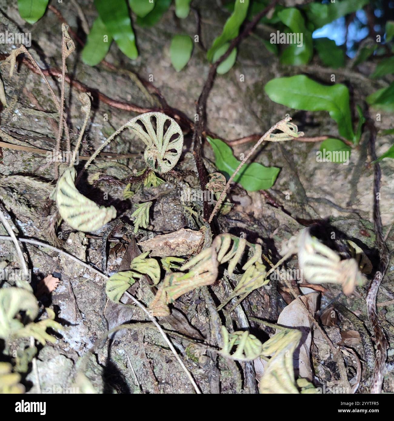 tropical resurrection fern (Pleopeltis polypodioides Stock Photo - Alamy