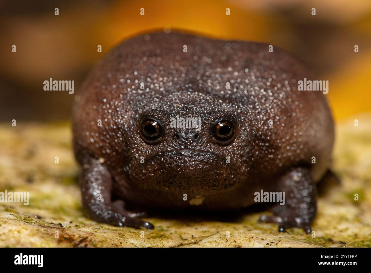 Close-up of a cute plain rain frog (Breviceps fuscus), also known as a ...