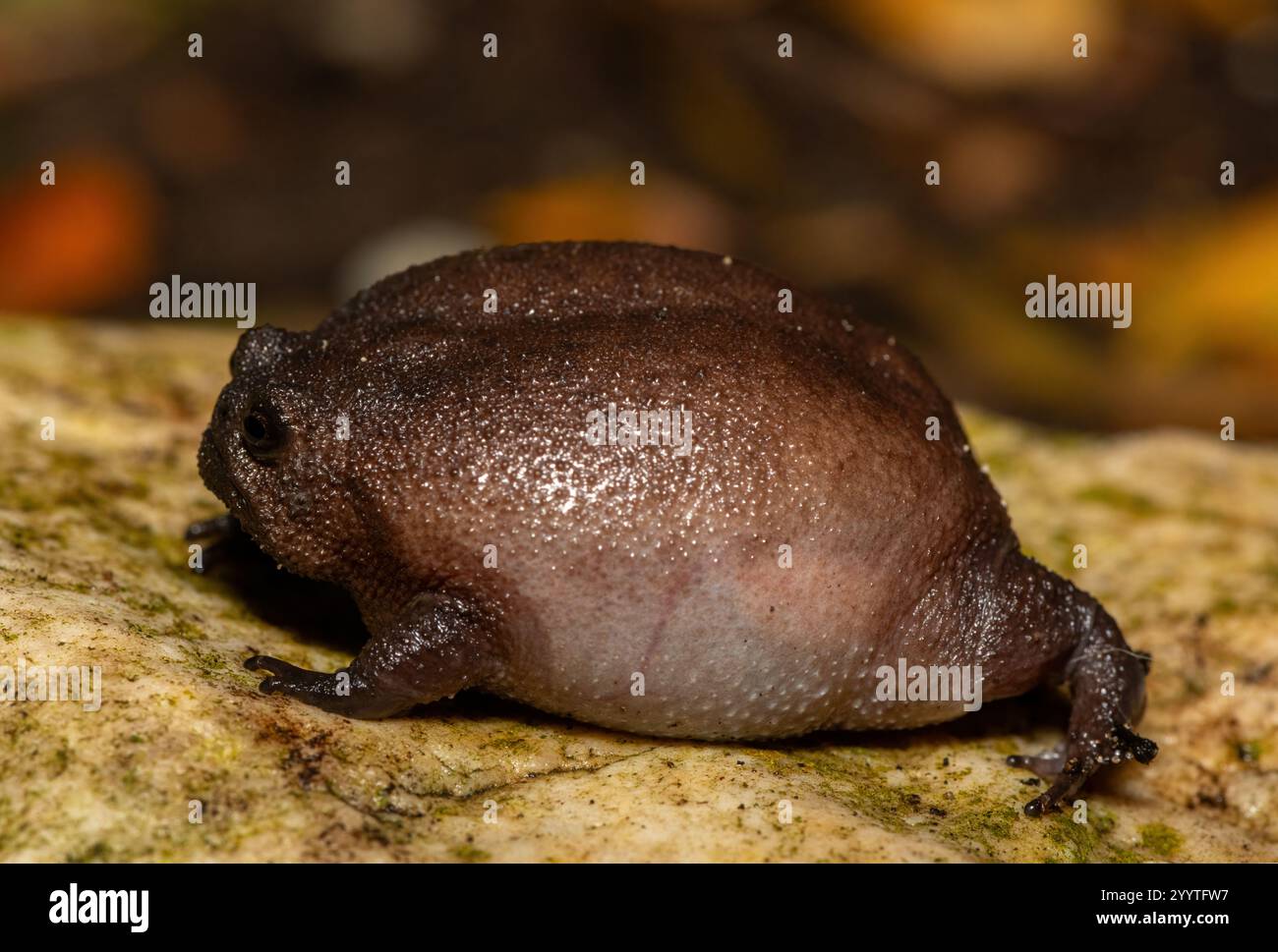 Close-up of a cute plain rain frog (Breviceps fuscus), also known as a ...