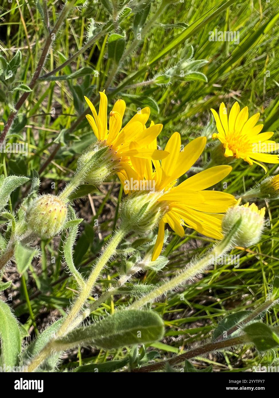 Ballard's Hairy False Goldenaster (Heterotheca ballardii Stock Photo ...