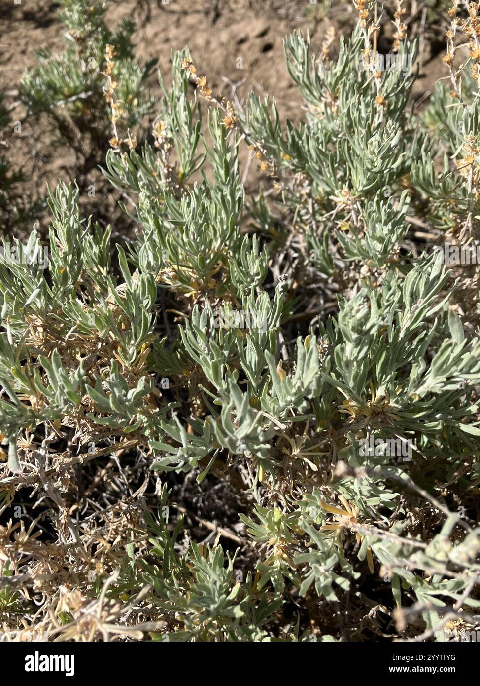 Bolander silver sagebrush (Artemisia cana bolanderi Stock Photo - Alamy