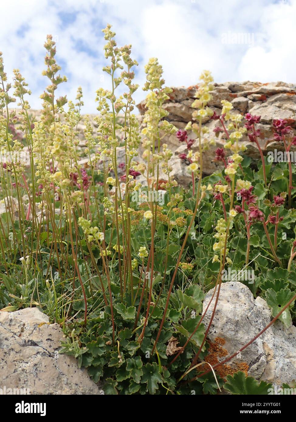 littleleaf alumroot (Heuchera parvifolia Stock Photo - Alamy