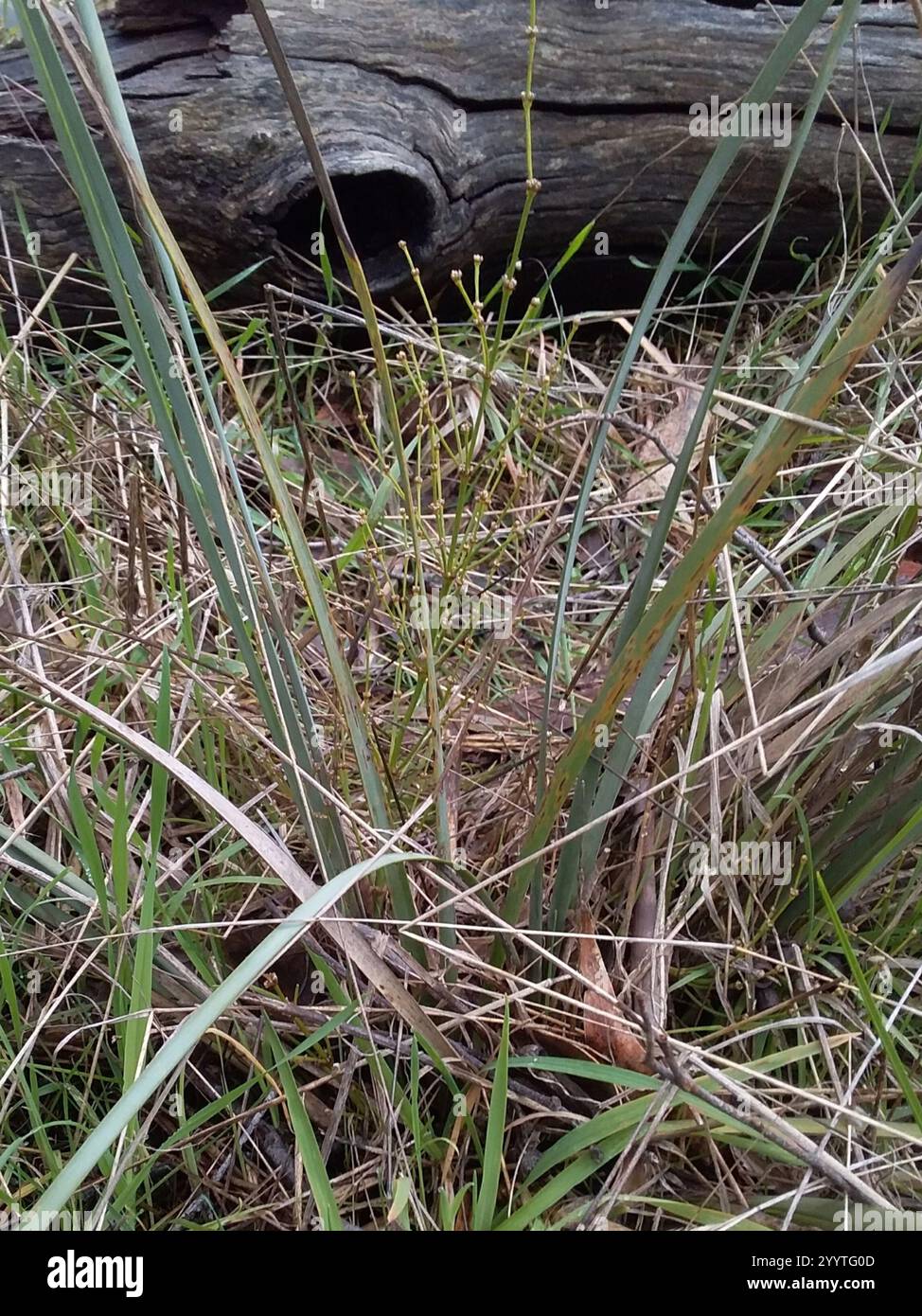 iron-grass (Lomandra multiflora dura Stock Photo - Alamy