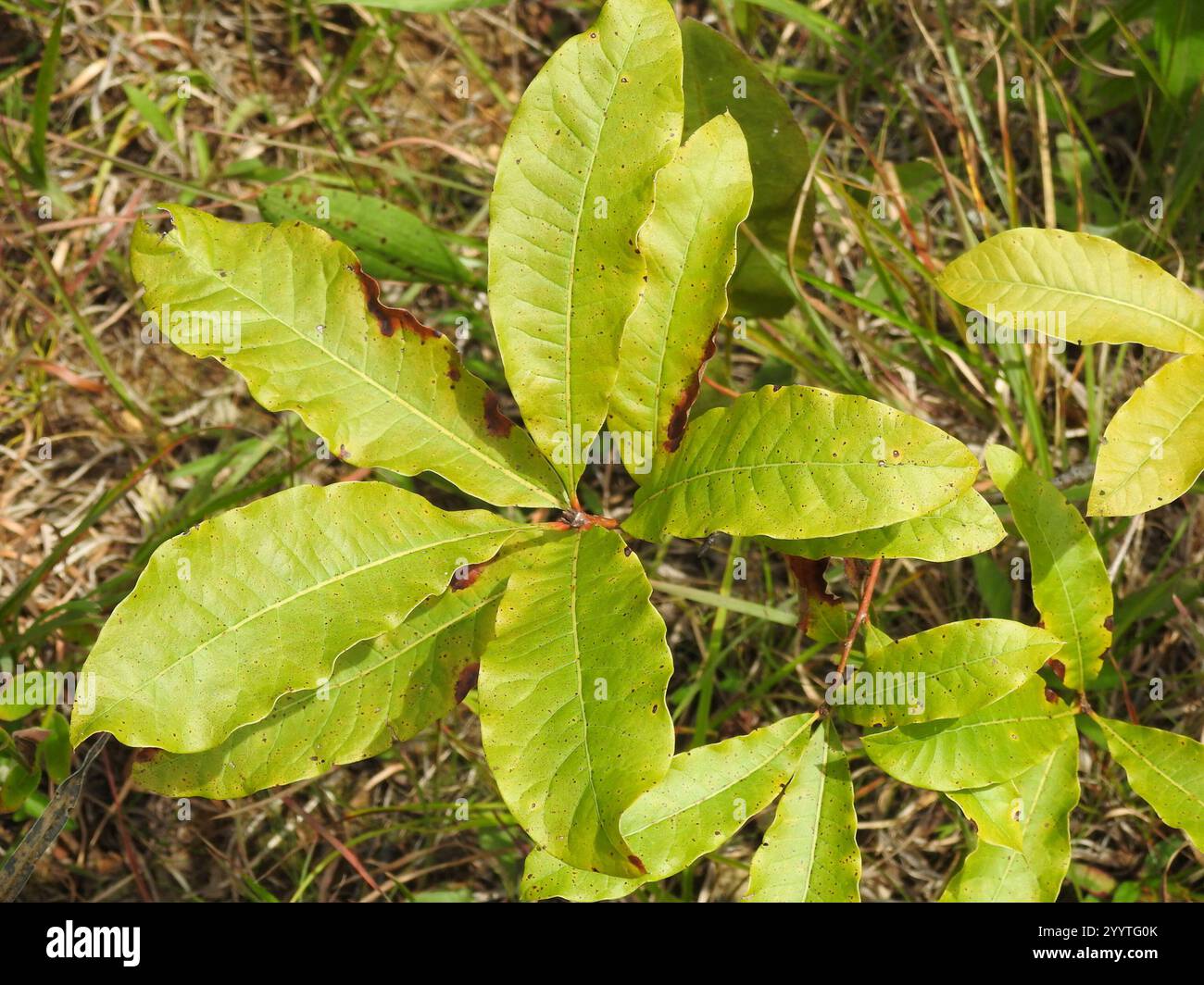 shingle oak (Quercus imbricaria Stock Photo - Alamy