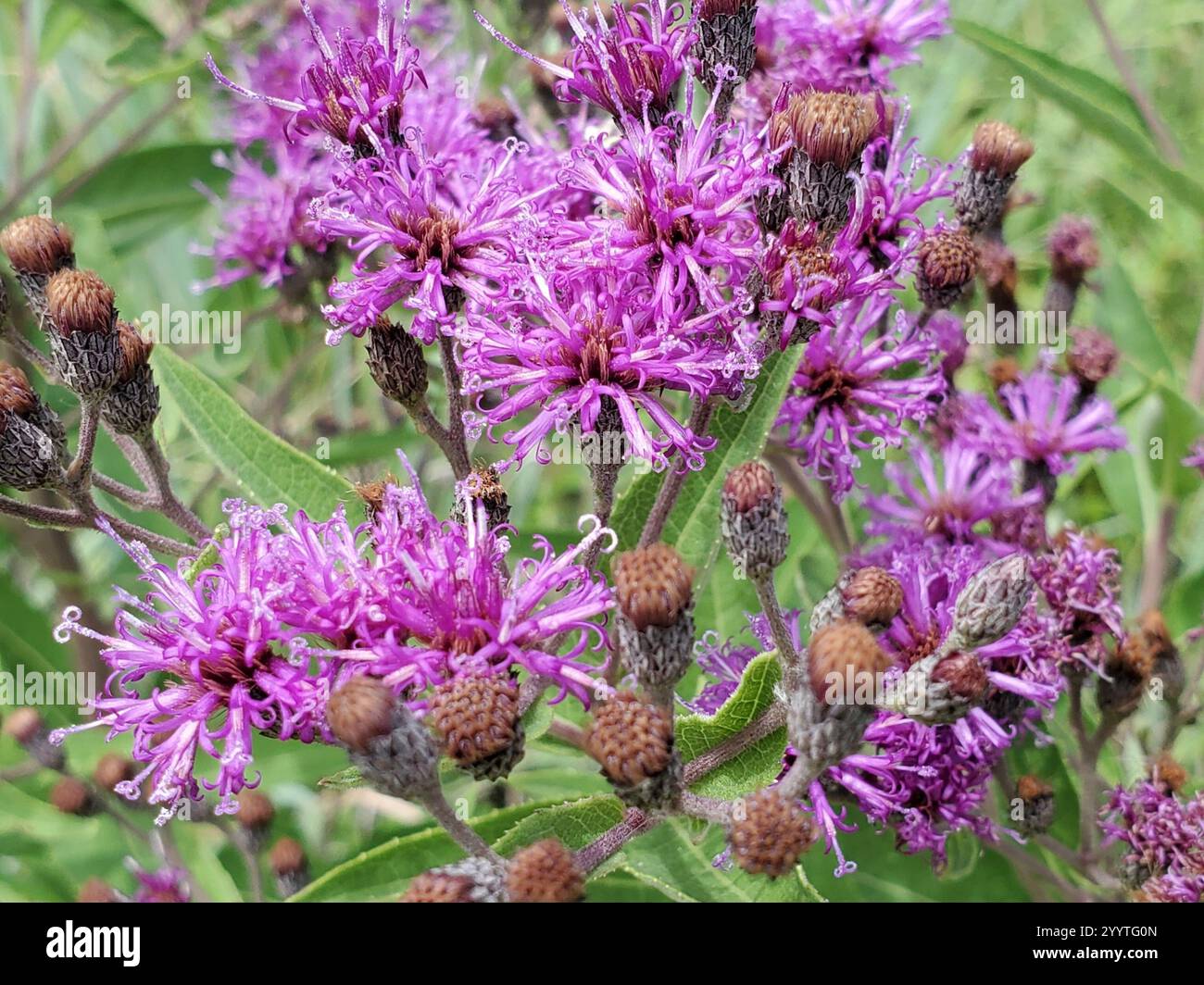 Western Ironweed (Vernonia baldwinii Stock Photo - Alamy