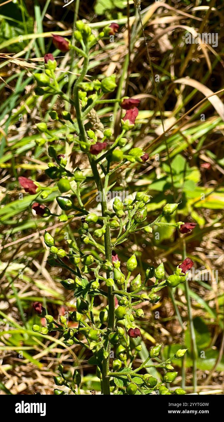California beeplant (Scrophularia californica Stock Photo - Alamy