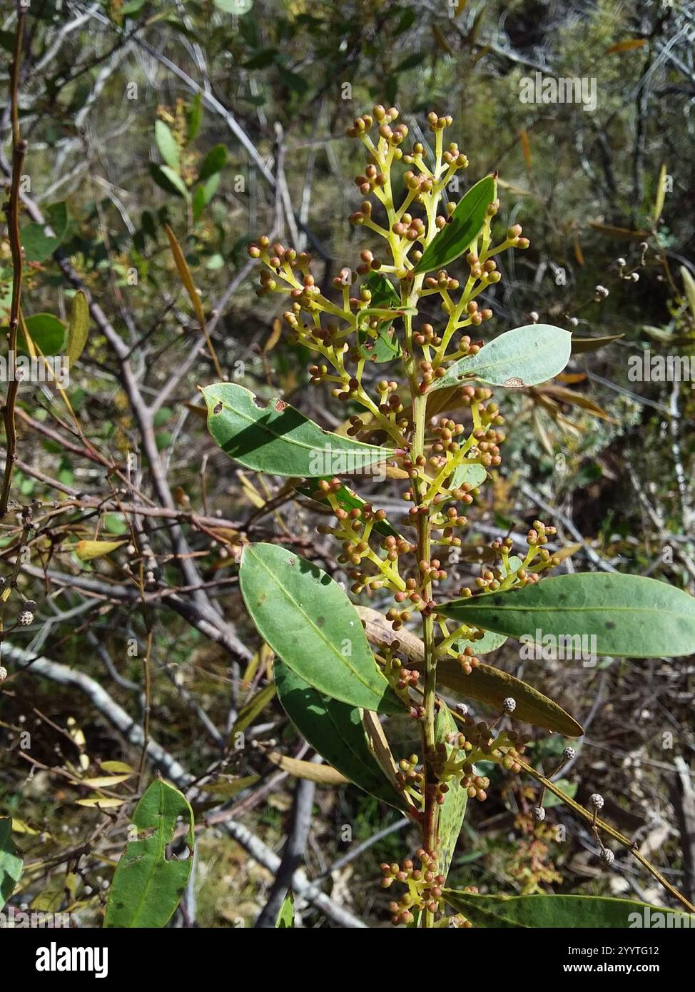 Myrtle Wattle (Acacia myrtifolia Stock Photo - Alamy