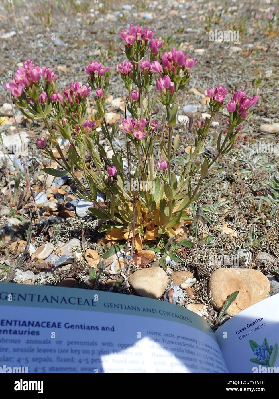 Common centaury (Centaurium erythraea Stock Photo - Alamy