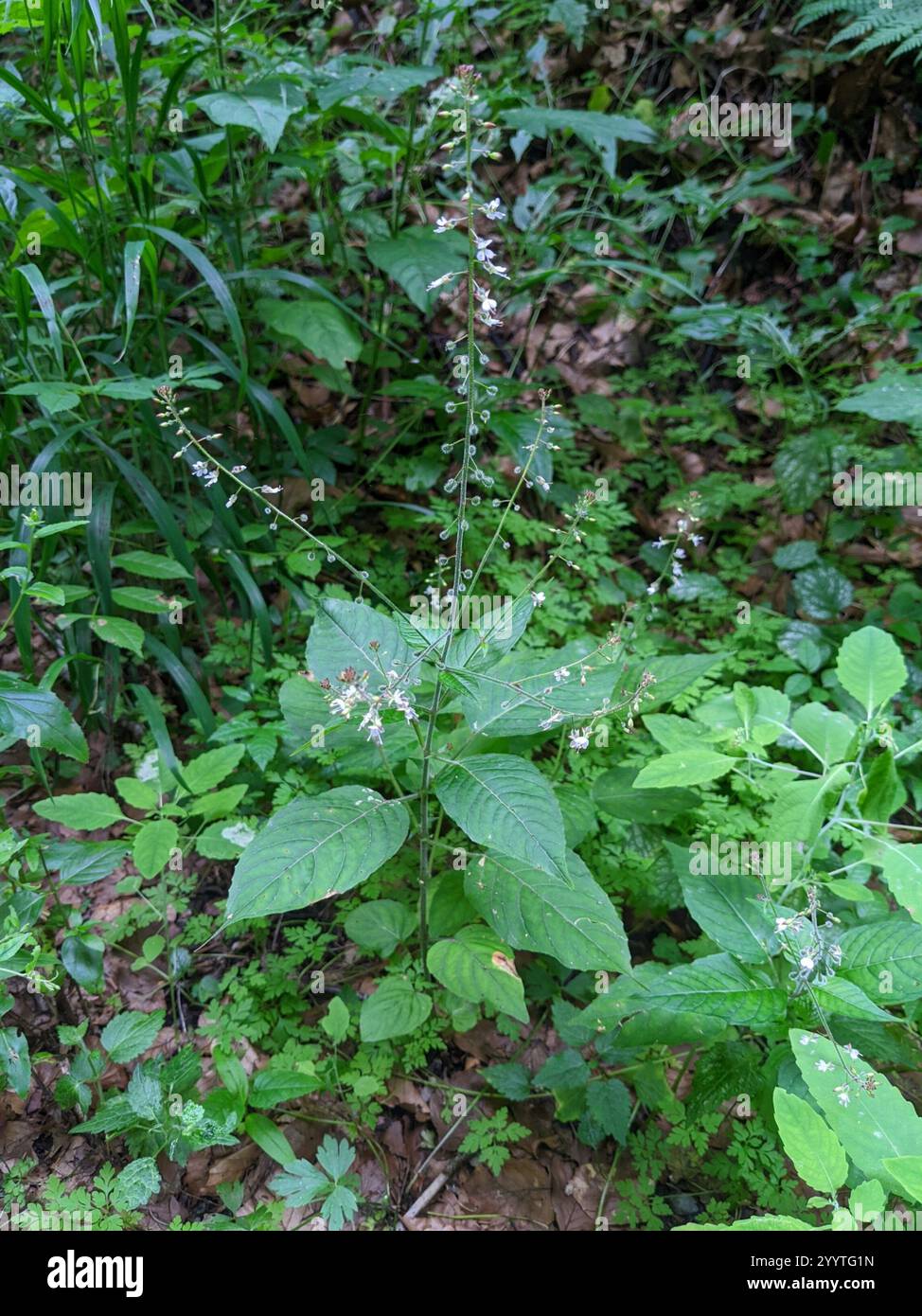 enchanter's-nightshade (Circaea lutetiana Stock Photo - Alamy