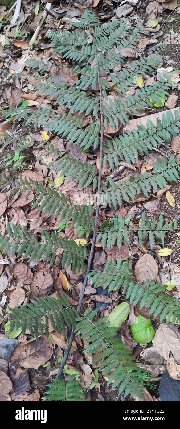 Tree Ferns and Allies (Cyatheales Stock Photo - Alamy