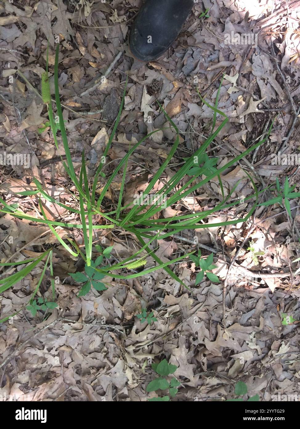 cattail sedge (Carex typhina Stock Photo - Alamy