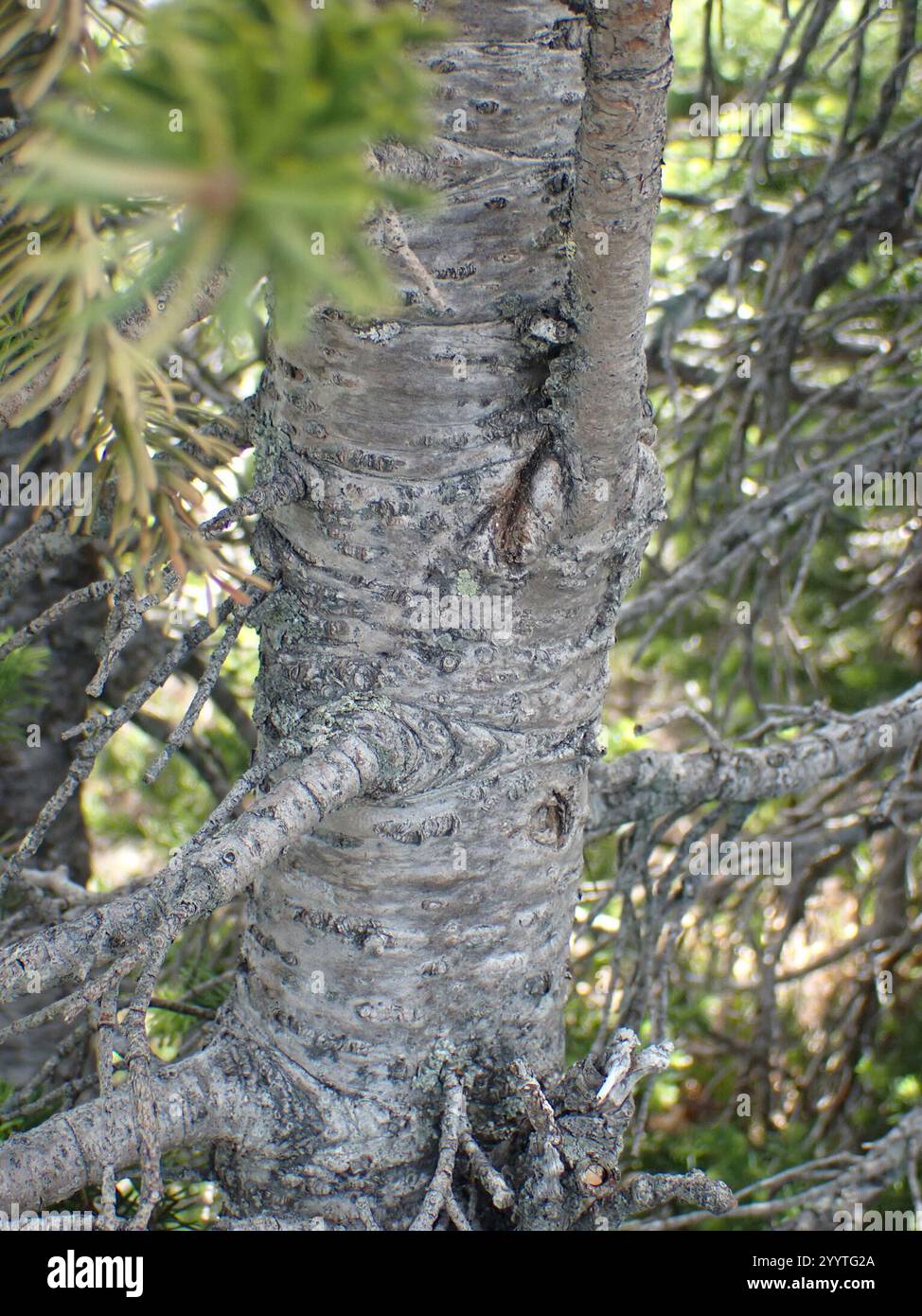 subalpine fir (Abies lasiocarpa Stock Photo - Alamy