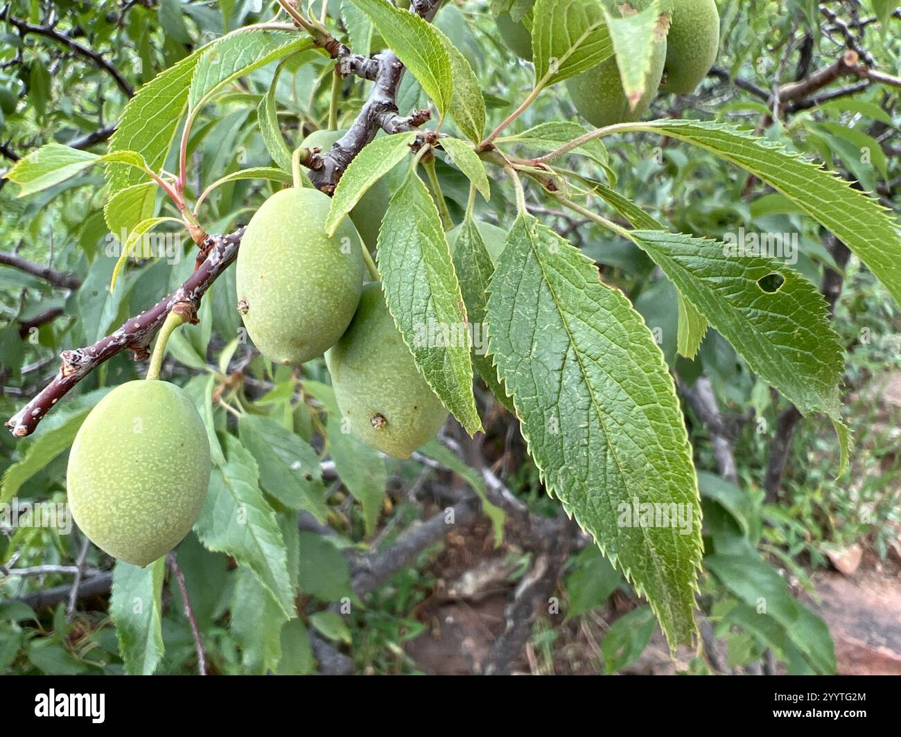 American plum (Prunus americana Stock Photo - Alamy