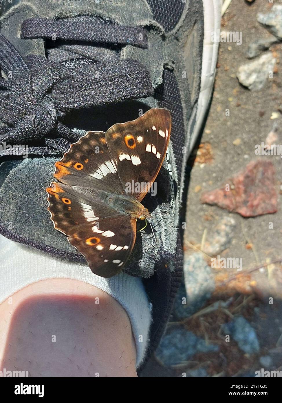 Lesser Purple Emperor (Apatura ilia Stock Photo - Alamy