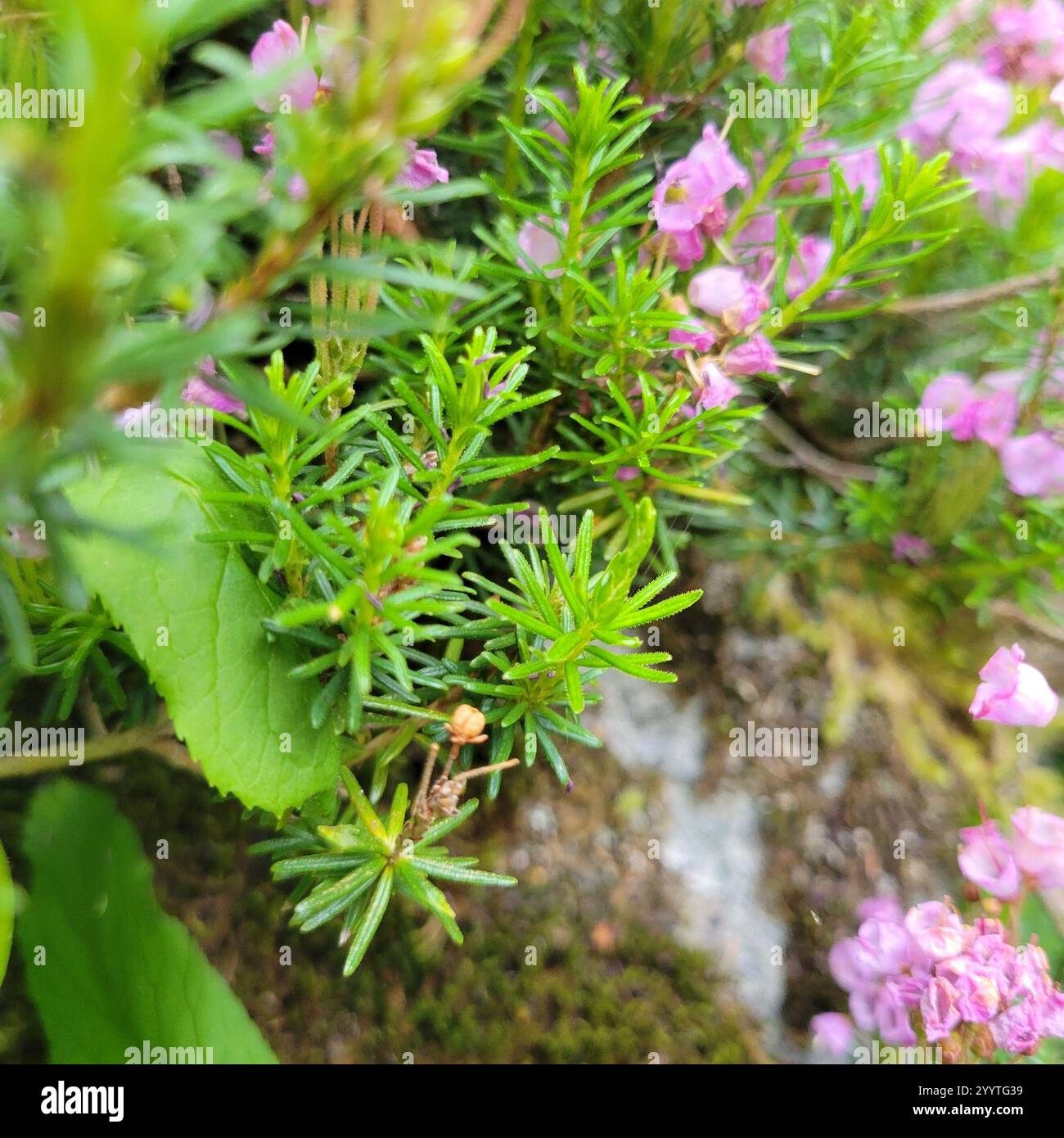 pink mountainheath (Phyllodoce empetriformis Stock Photo - Alamy