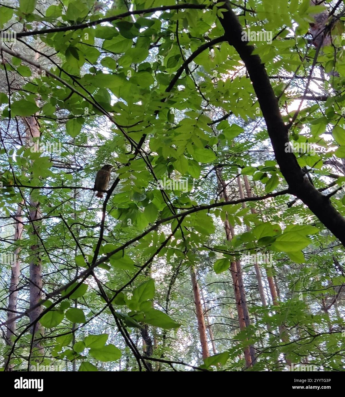Thrush Nightingale (Luscinia luscinia Stock Photo - Alamy