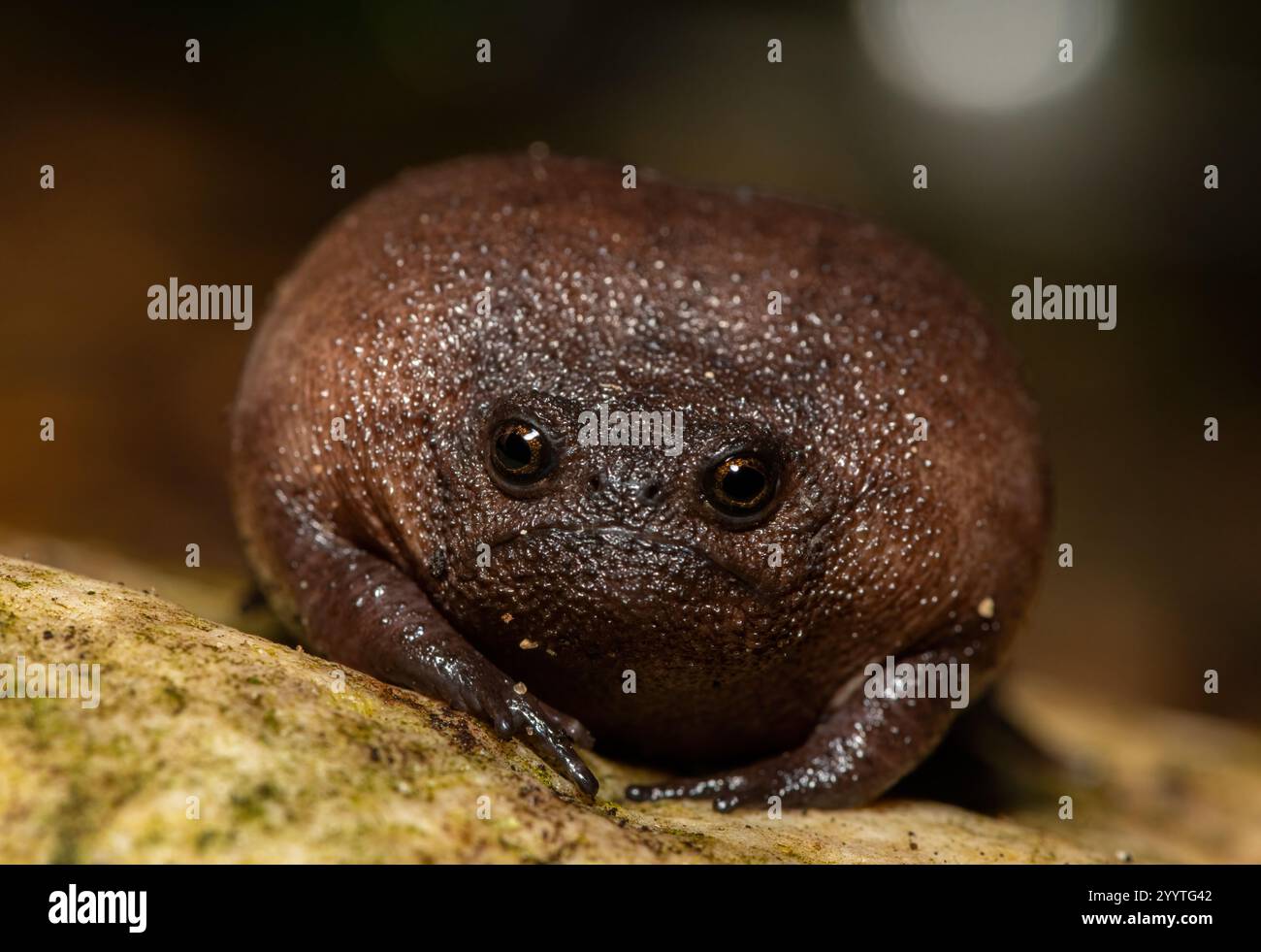 Close-up of a cute plain rain frog (Breviceps fuscus), also known as a ...