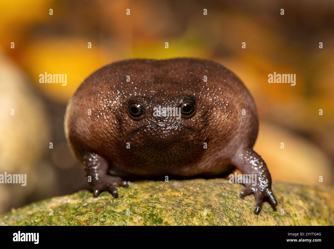 Close-up of a cute plain rain frog (Breviceps fuscus), also known as a ...