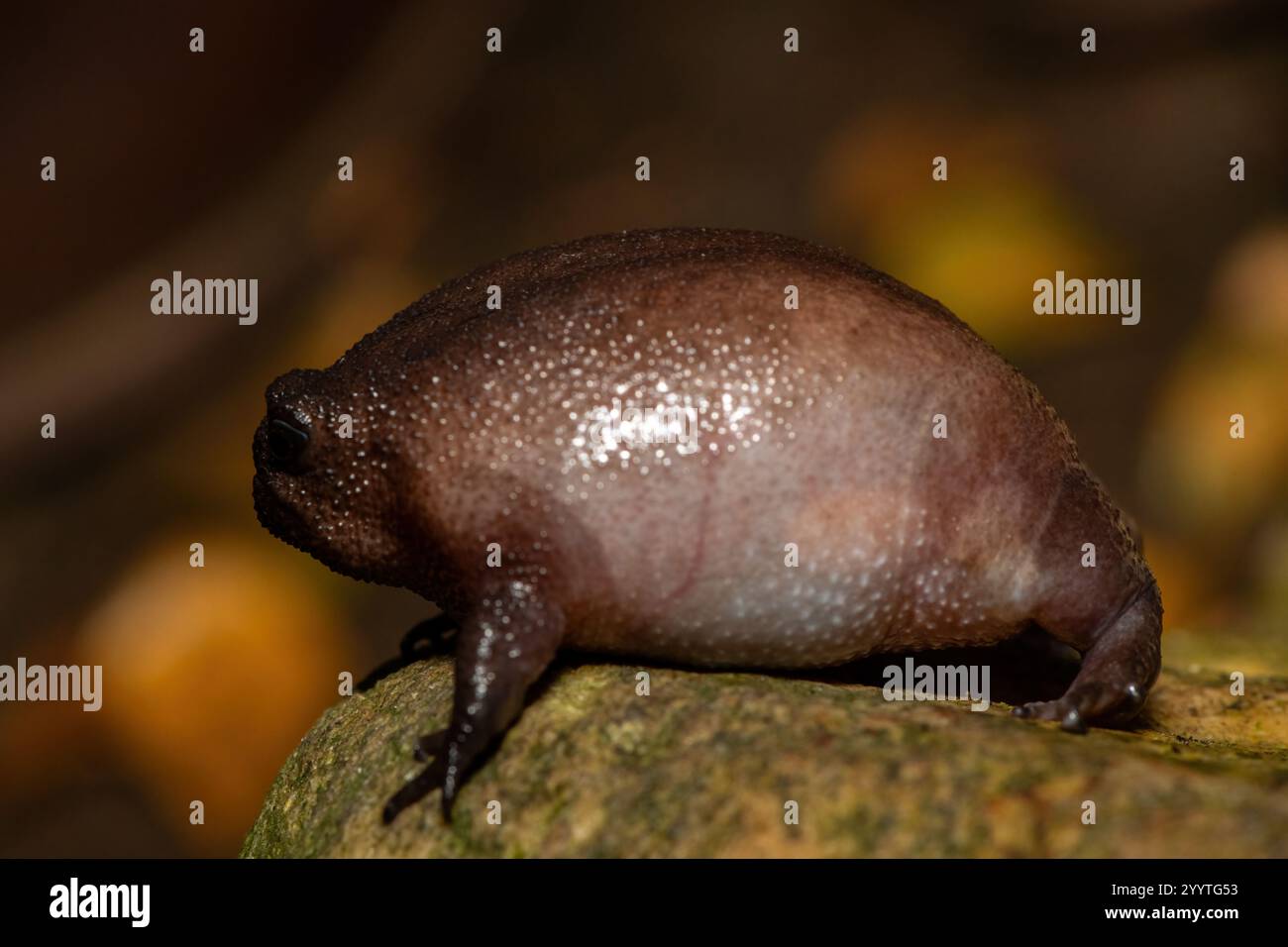 Close-up of a cute plain rain frog (Breviceps fuscus), also known as a ...